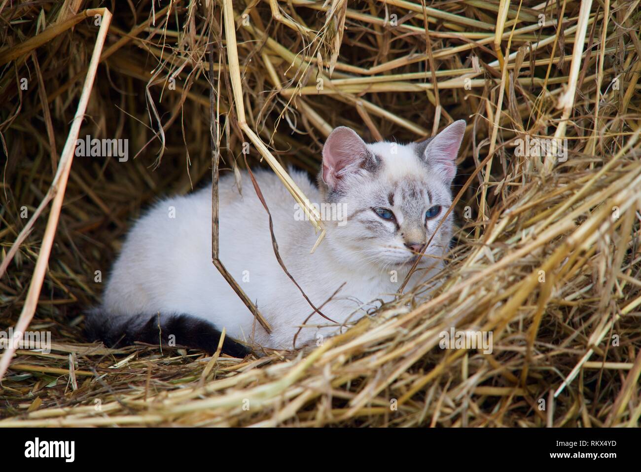 Kitten lying in straw hi-res stock photography and images - Alamy