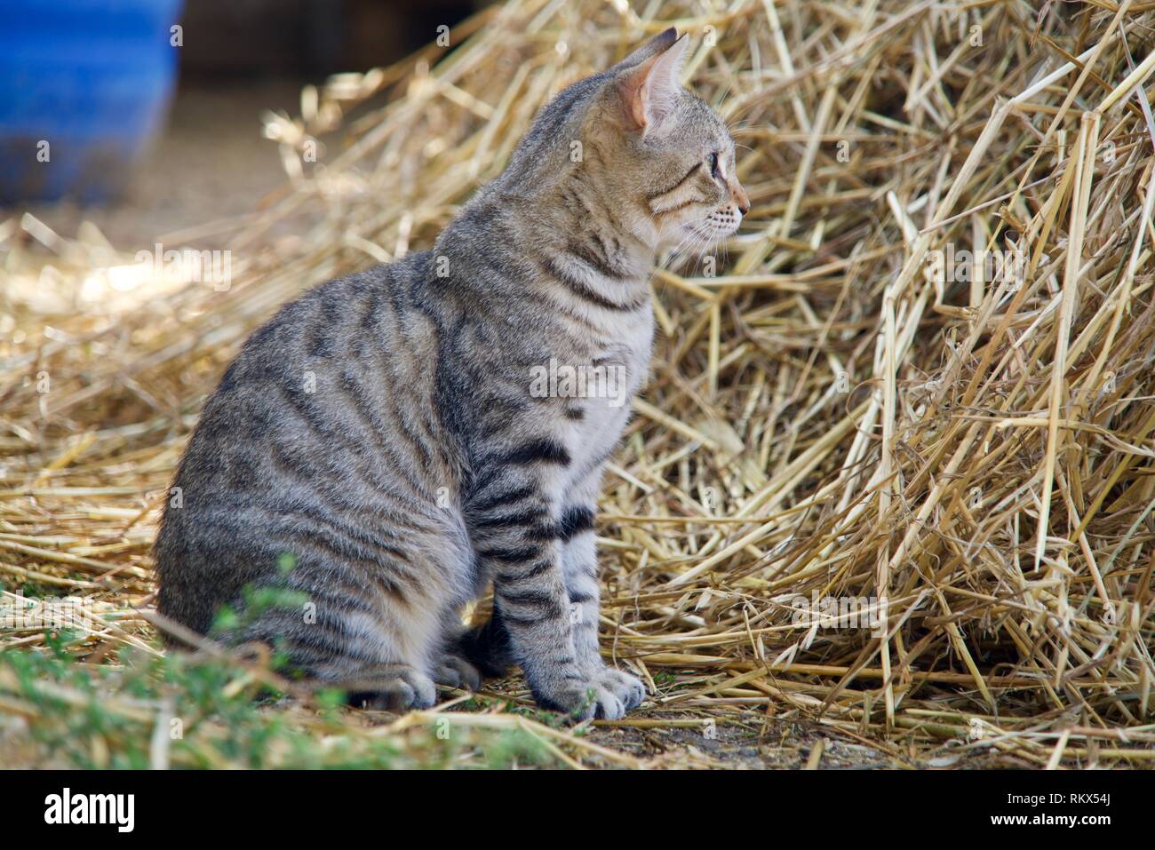 Tabby cat looking sidewards to hay Stock Photo - Alamy