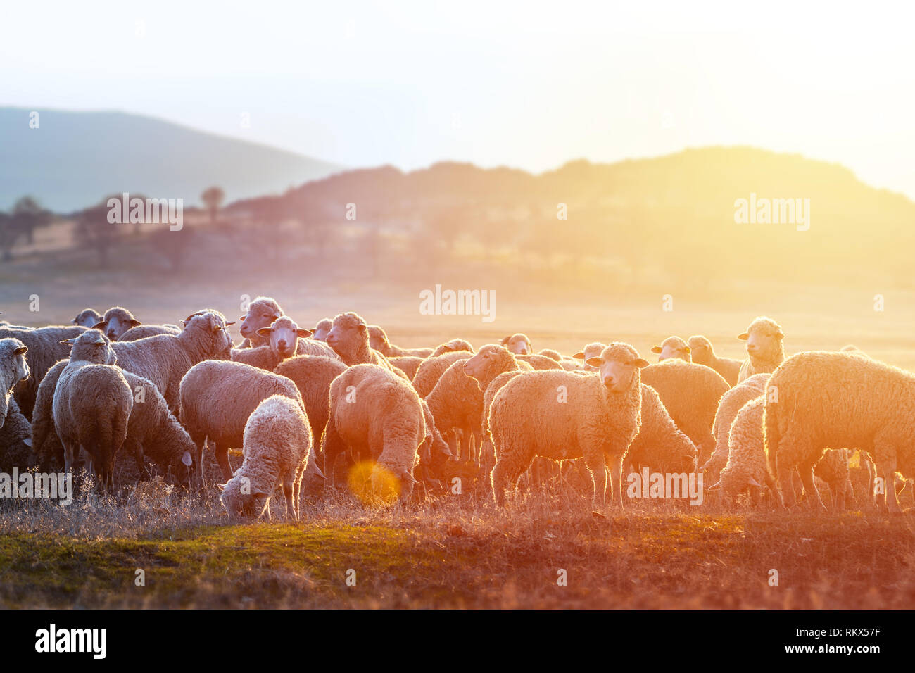 Sheep grazing on dry grass hi-res stock photography and images - Alamy