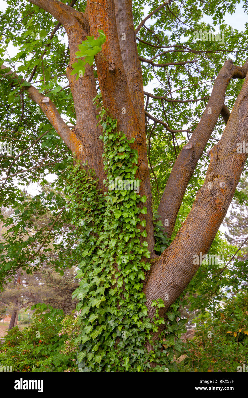 Green leafy vines growing up a trunk of a tree Stock Photo - Alamy
