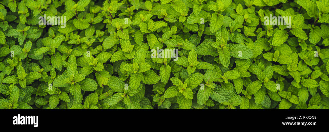 Peppermint plantation organic for background, Fresh mint growing at ...
