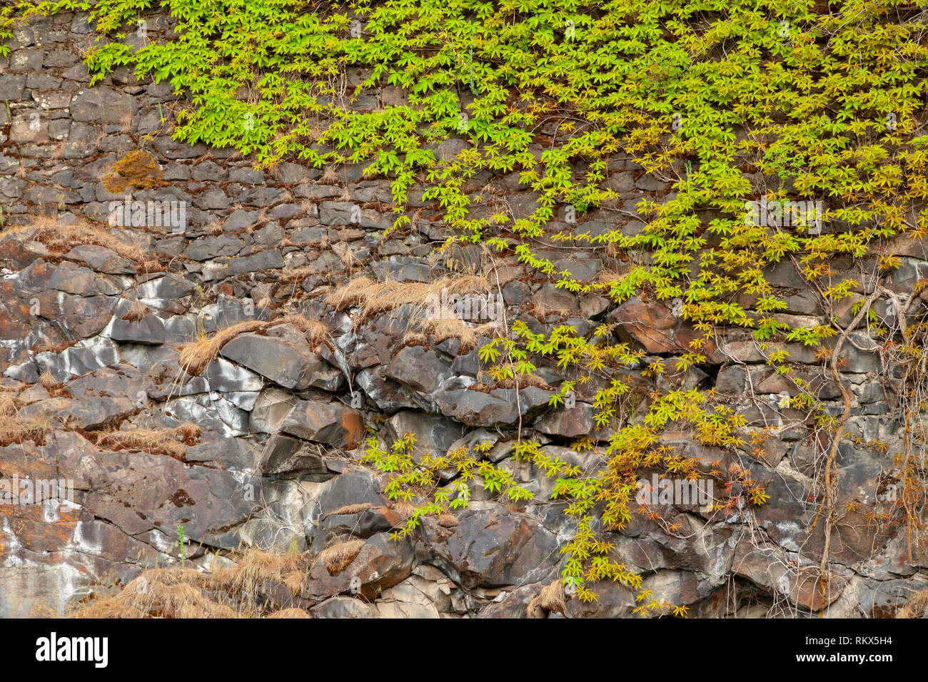 Green leafy vines growing on the side of a steep rocky cliff Stock ...