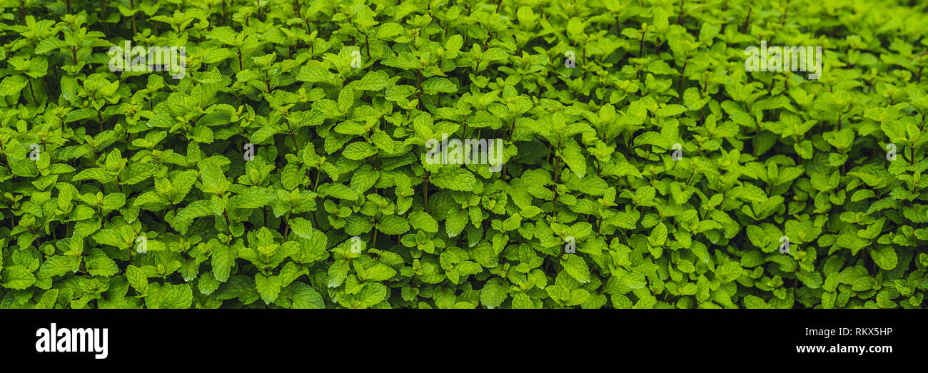 Peppermint plantation organic for background, Fresh mint growing at ...