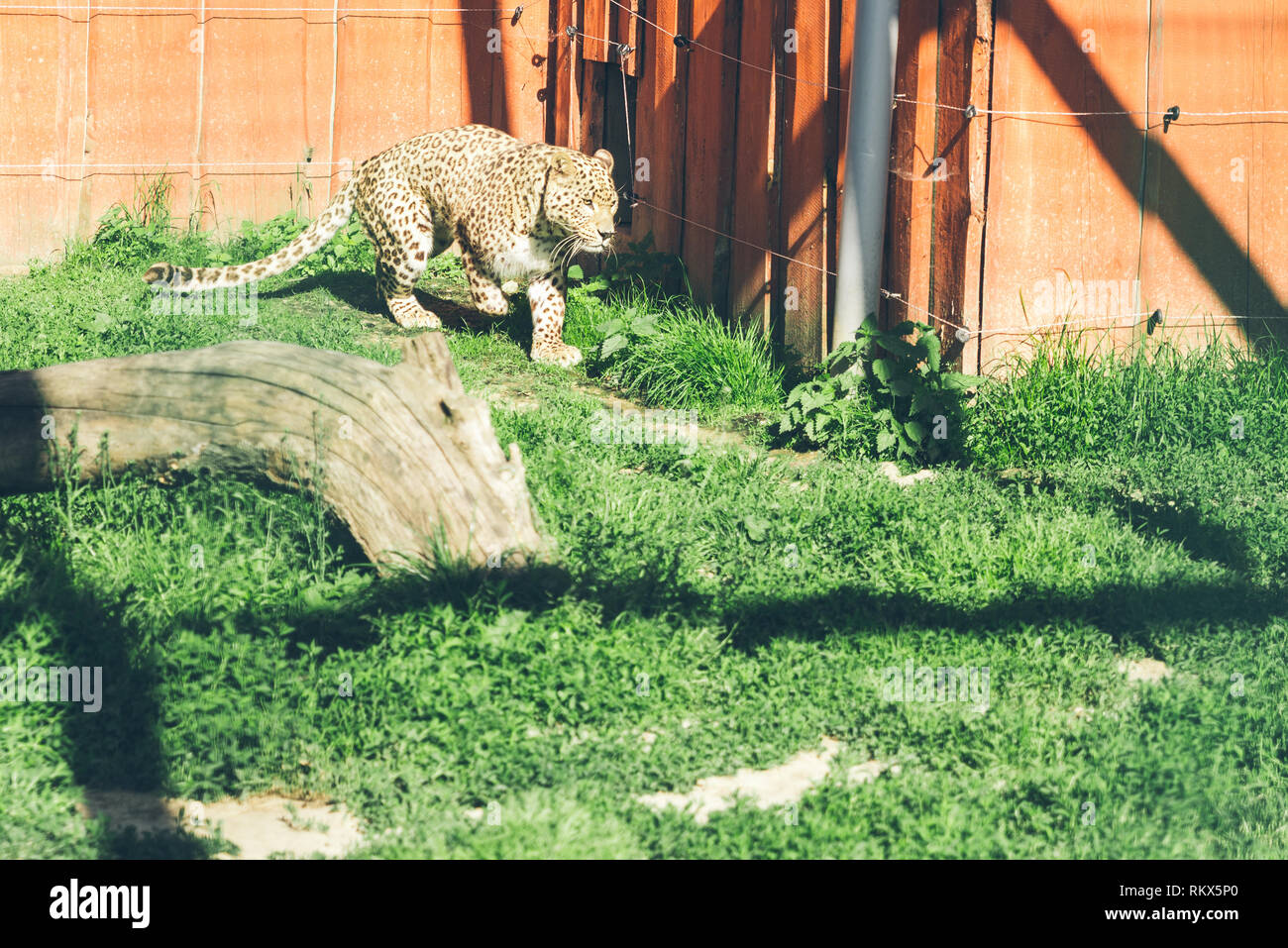 leopard in zoo. life in custody Stock Photo - Alamy