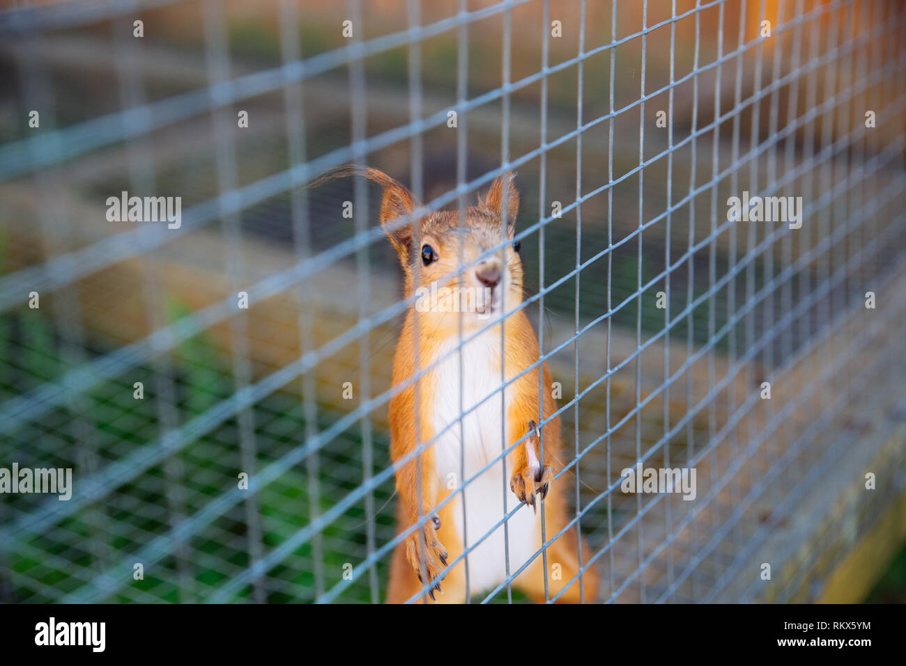 cute ginger squirrel in zoo. life in custody Stock Photo - Alamy