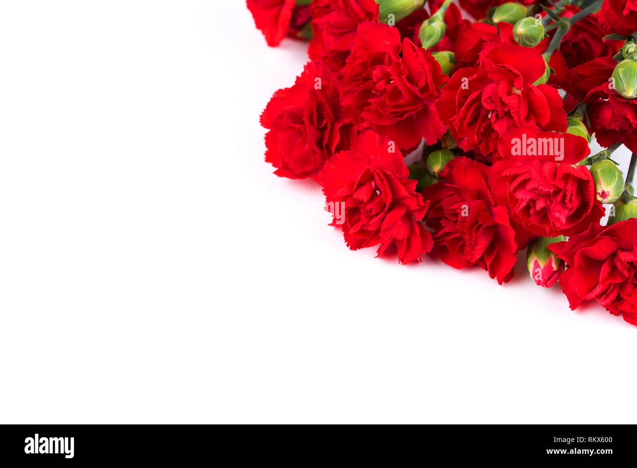 Red white dianthus flowers hi-res stock photography and images - Alamy