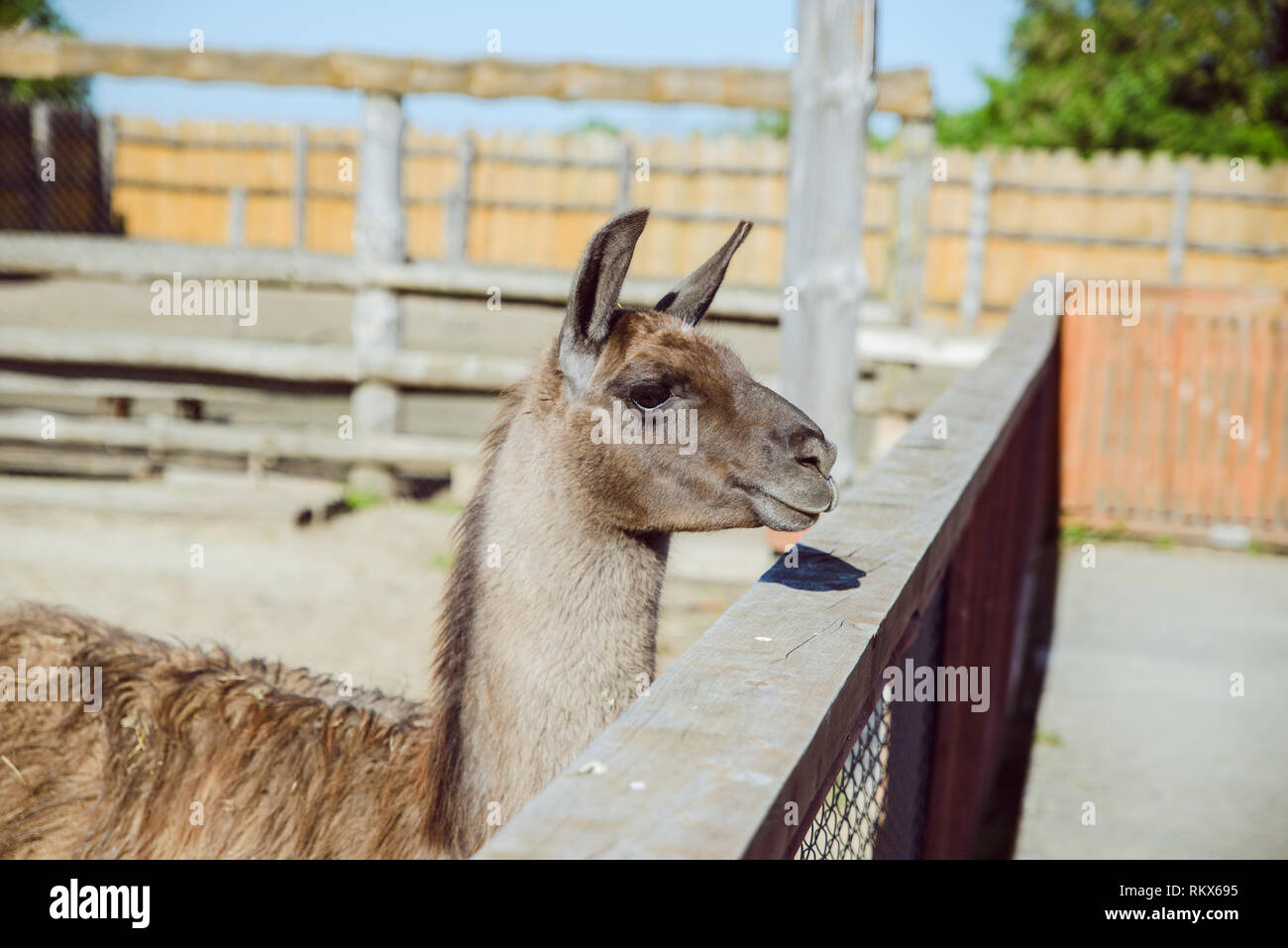 lama at zoo close up. sunny day Stock Photo - Alamy