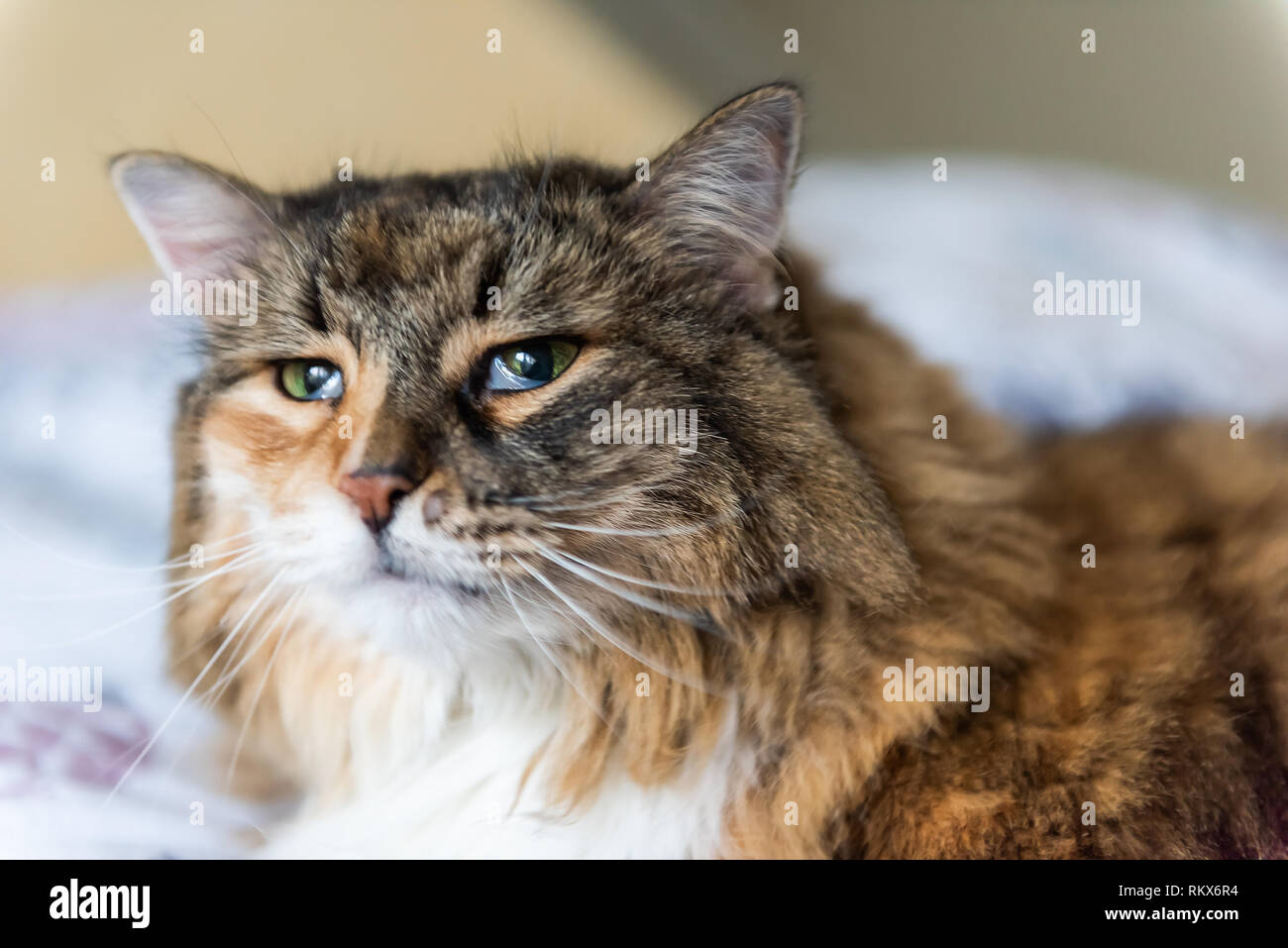 Closeup portrait of cute sad sick calico maine coon cat lying on bed in ...