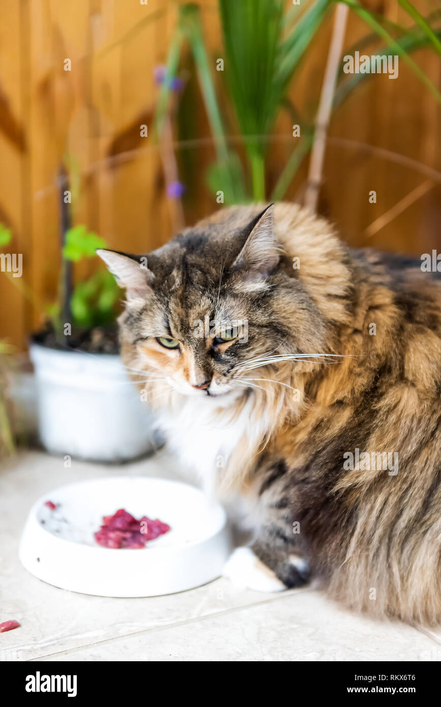 Closeup of angry annoyed calico maine coon cat sitting eating hungry ...