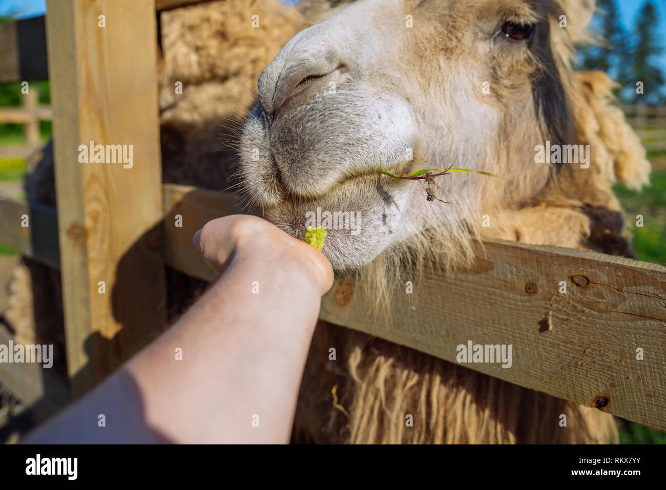camel. feeding animal. weekend in zoo Stock Photo - Alamy