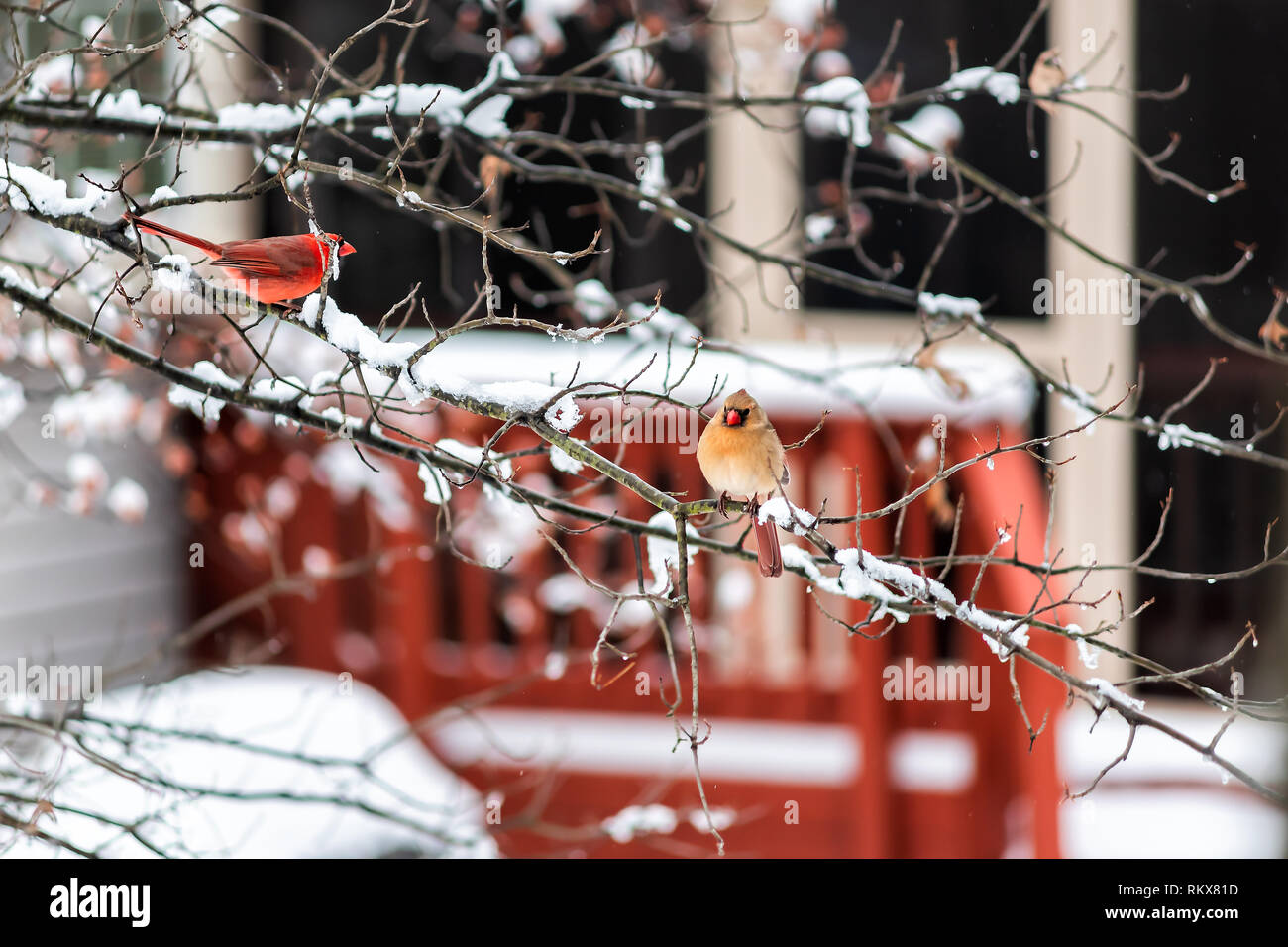 Two red northern cardinal, Cardinalis, birds couple love perched on ...