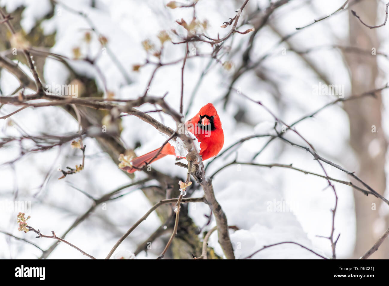 Closeup of vibrant red northern cardinal Cardinalis bird looking down ...