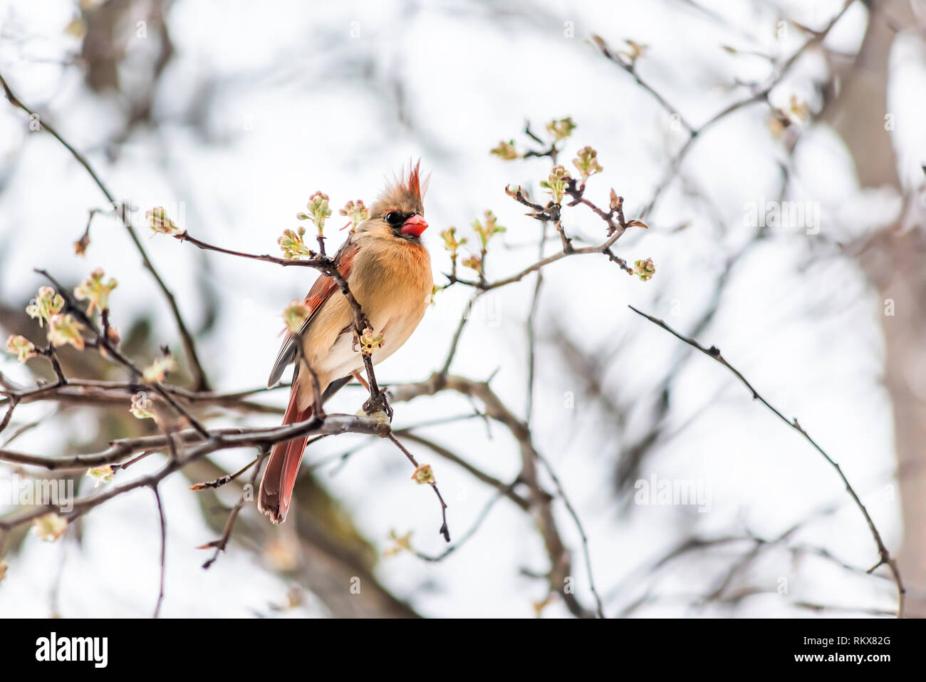 Closeup of vibrant female red northern cardinal Cardinalis bird looking ...