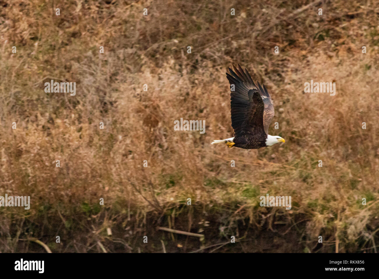 Bald eagle hunting water hi-res stock photography and images - Alamy