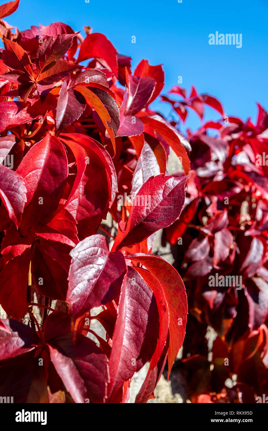 Virginia creeper garden hi-res stock photography and images - Alamy