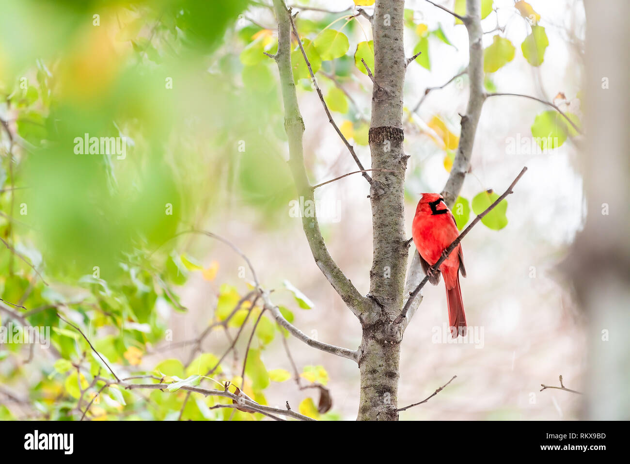 Vibrant red cardinal hi-res stock photography and images - Alamy