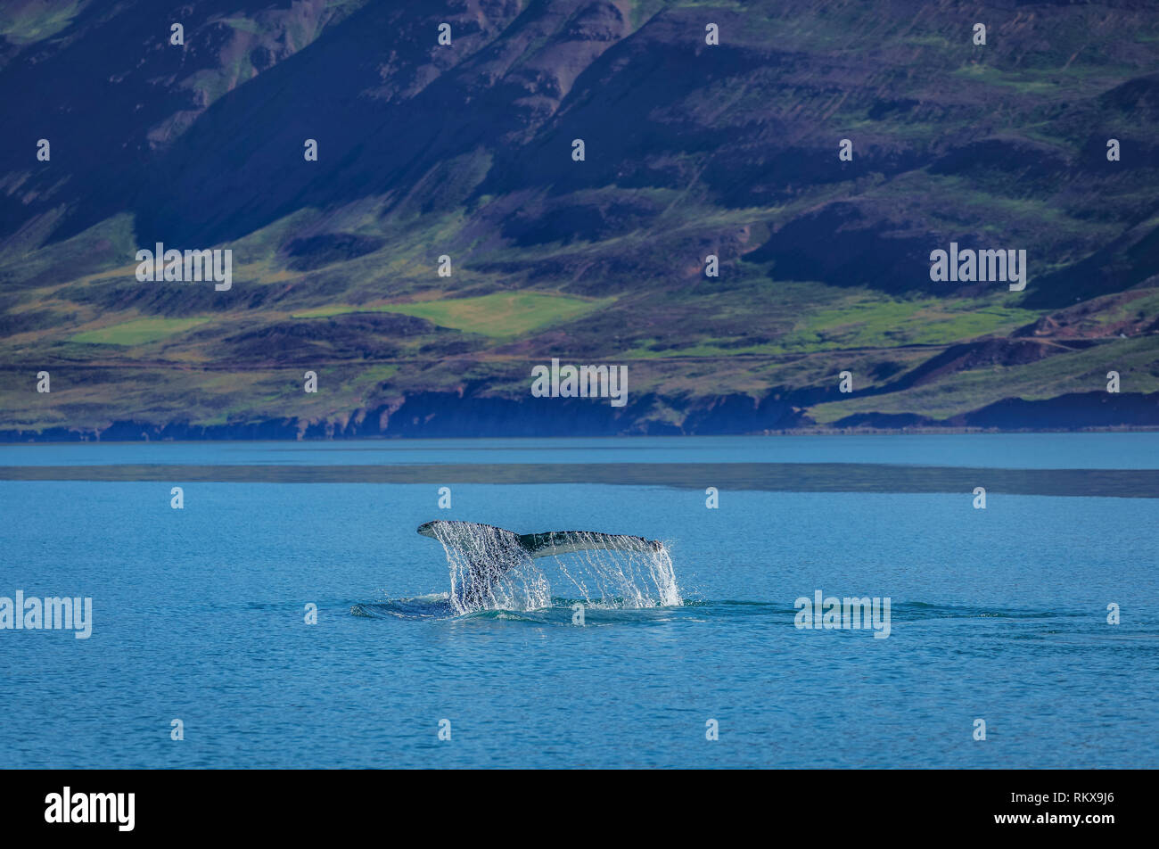 Lobtail feeding hi-res stock photography and images - Alamy