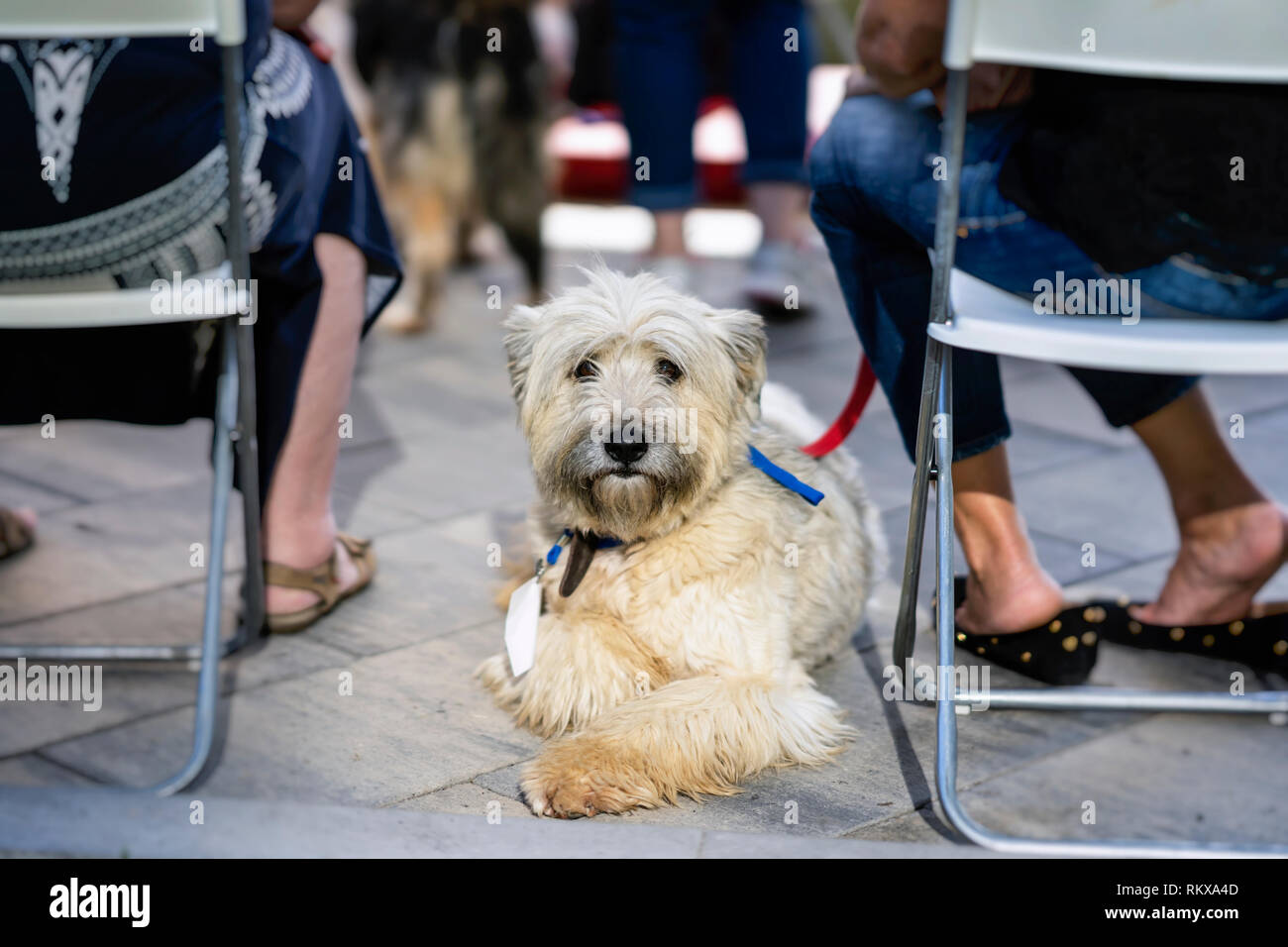 Dog from shelter with sad eyes of hope, waiting kind owner, special ...