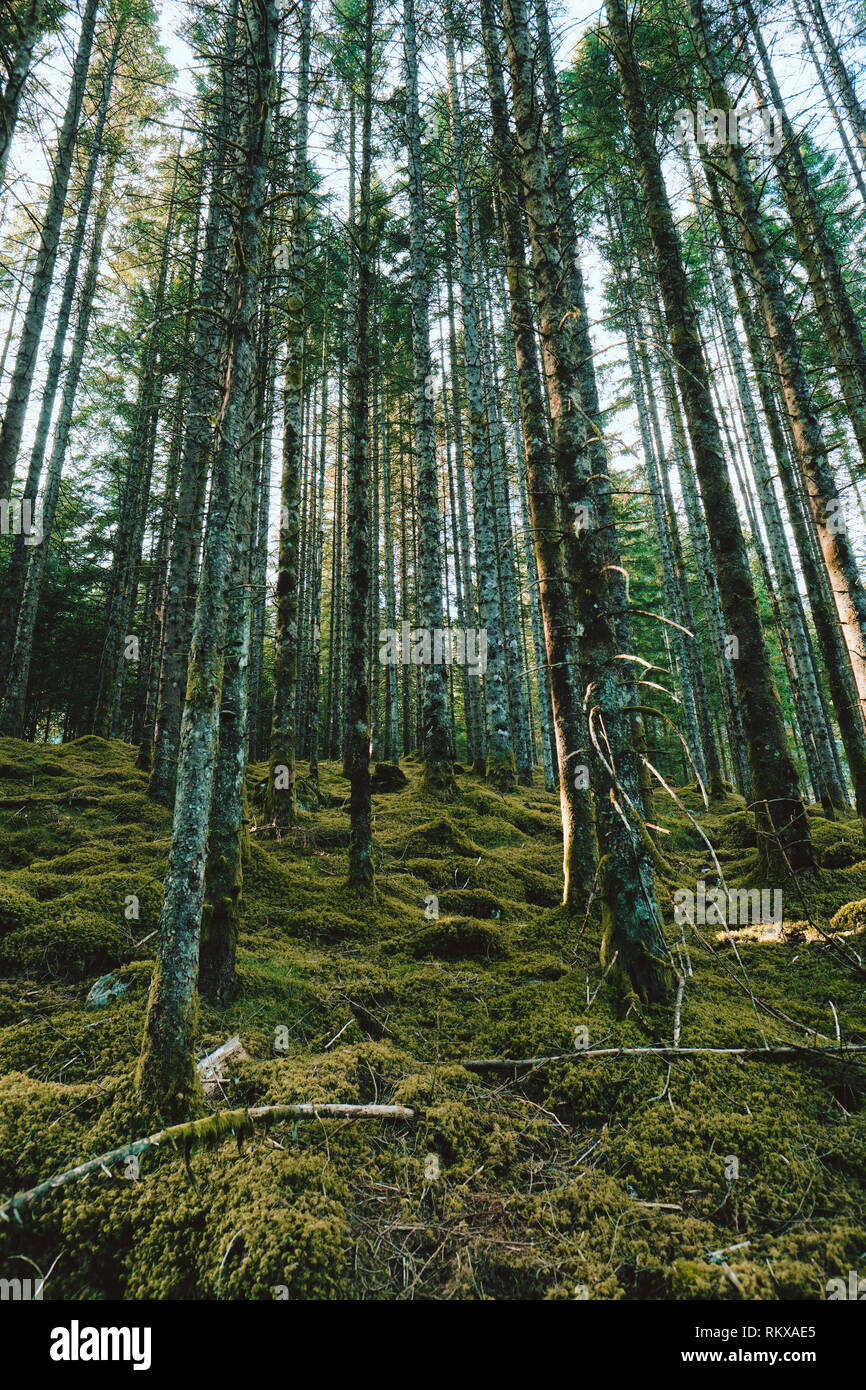 Norway forest floor hi-res stock photography and images - Alamy