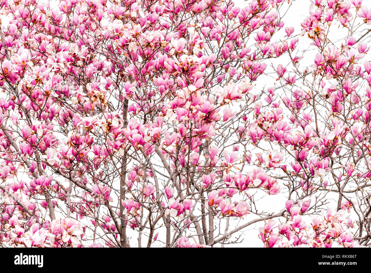 Washington DC, USA capital city with closeup with pink magnolia blossom ...