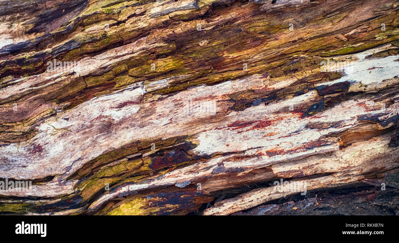 Fallen decomposed tree in forest Stock Photo - Alamy