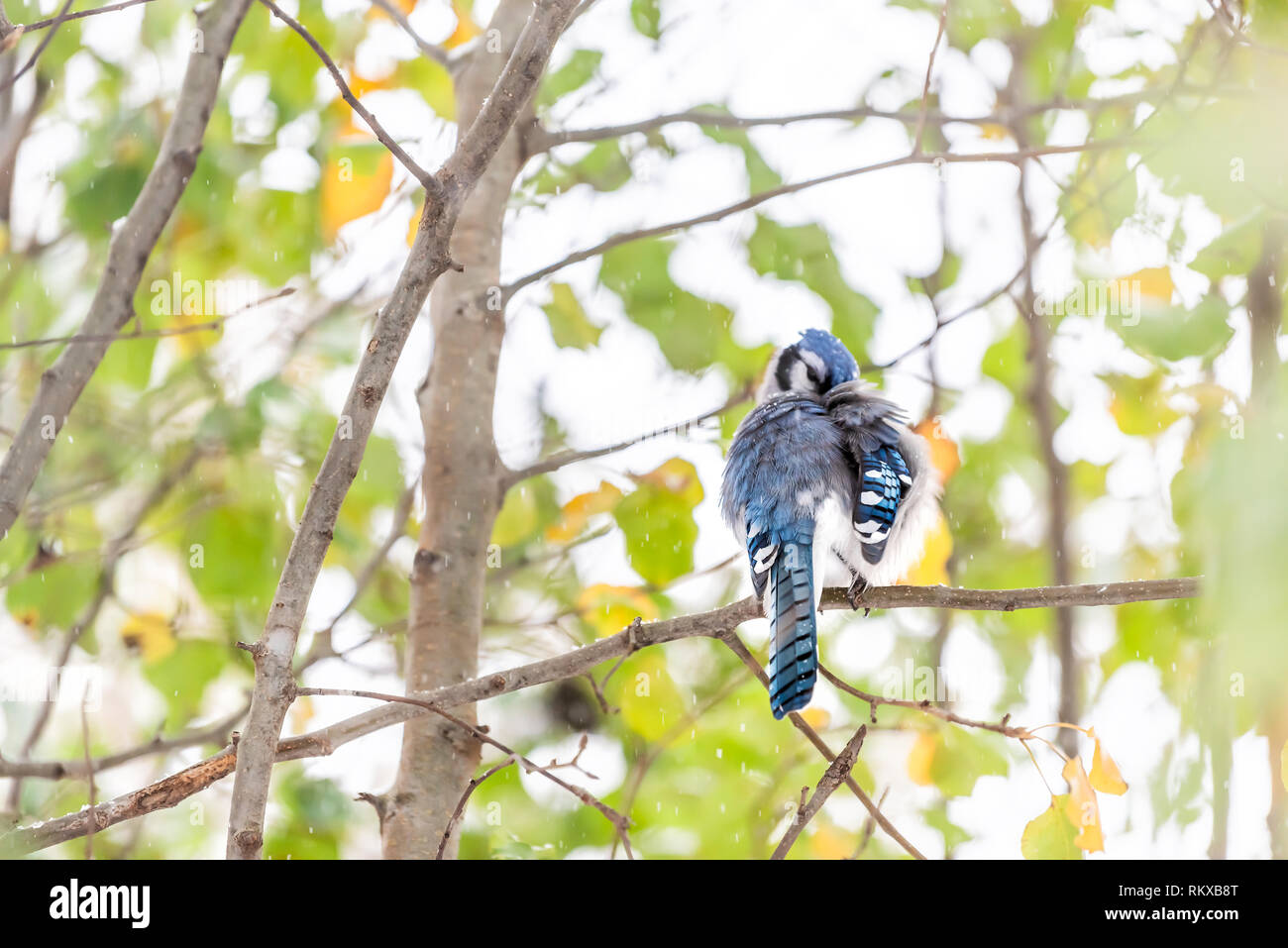 Preening back feathers hi-res stock photography and images - Alamy
