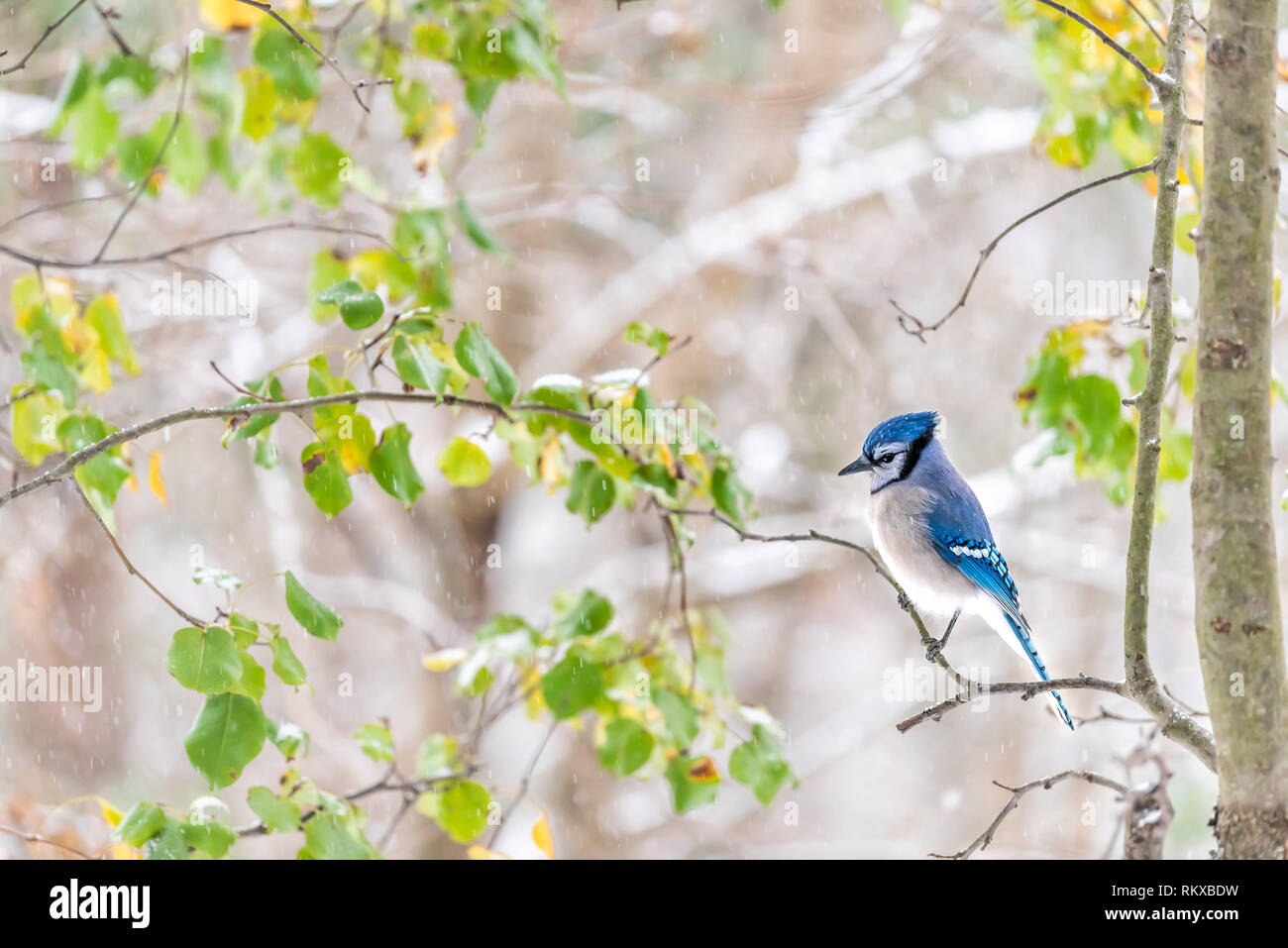 Blue jay with bokeh background hi-res stock photography and images - Alamy