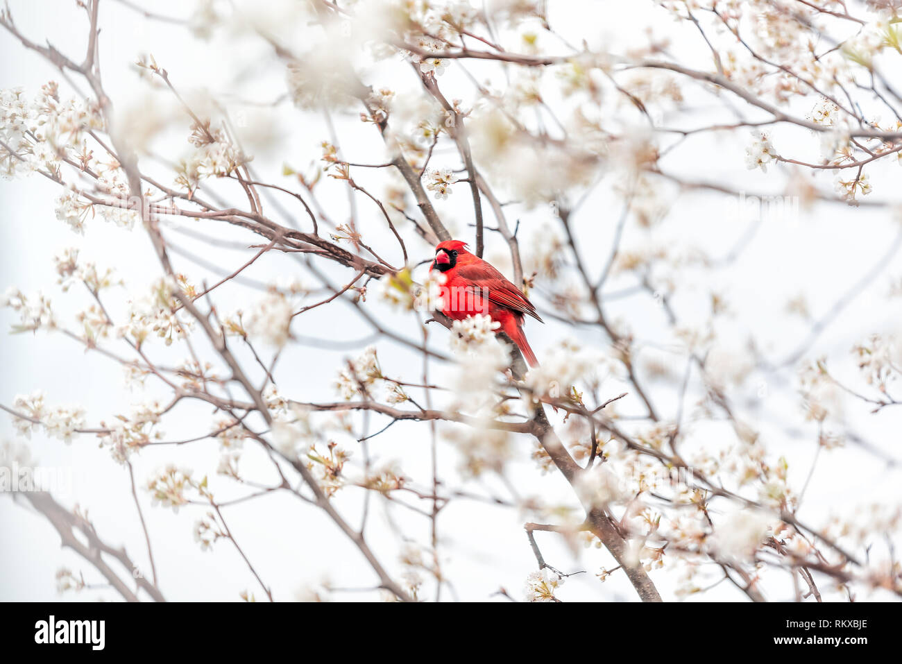 One red northern cardinal, Cardinalis, bird sitting perched on cherry ...