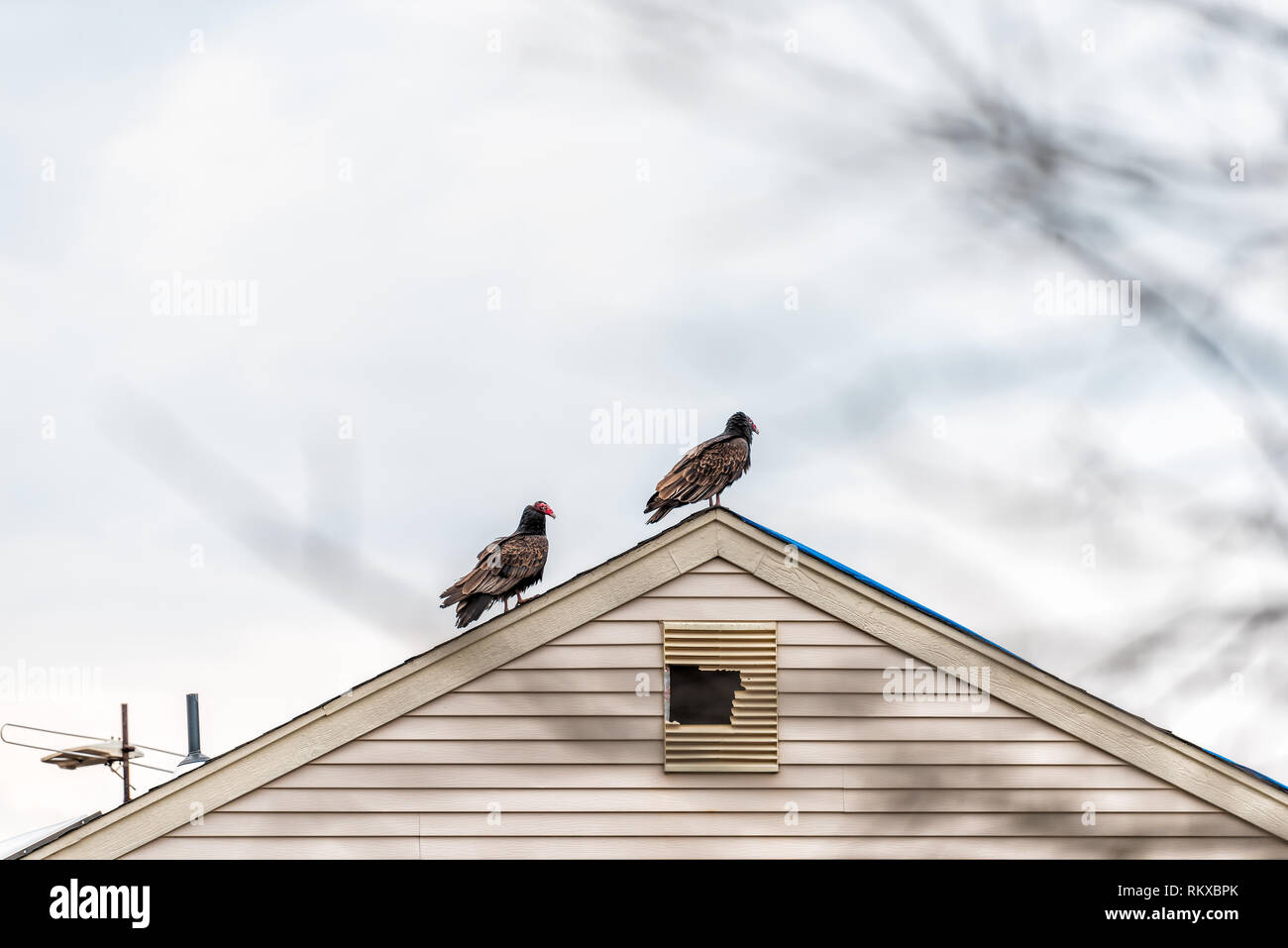 We love vulture hi-res stock photography and images - Alamy