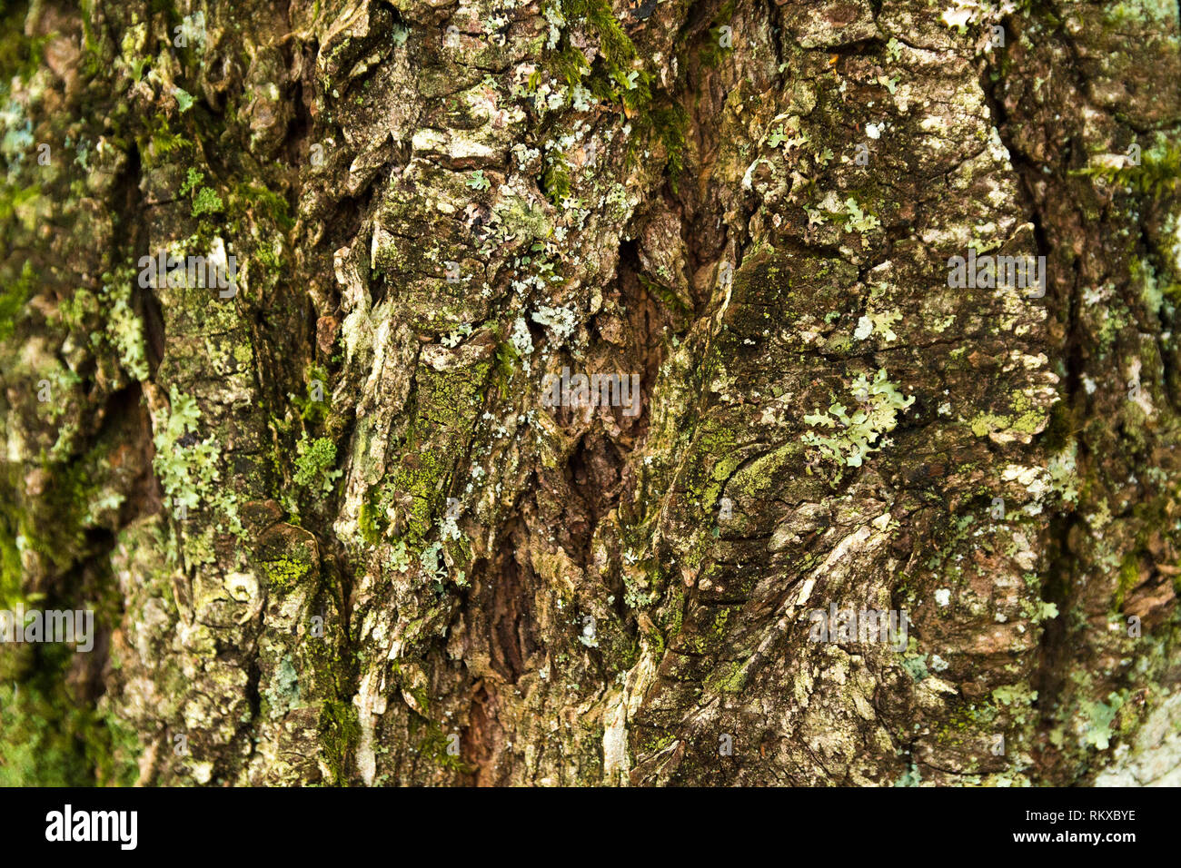Texture of a tree bark in the forest VI Stock Photo - Alamy