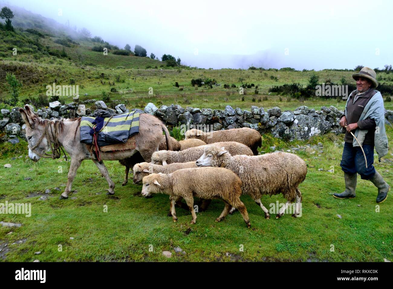 Shepherd in YANAMA - National park HUASCARAN. Department of Ancash.PERU ...