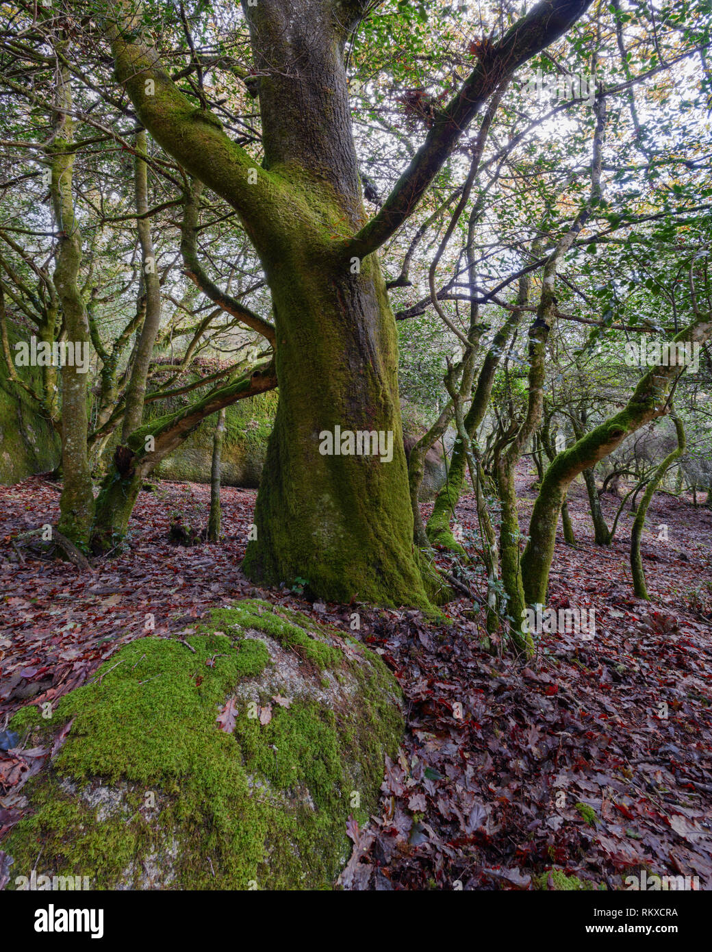 An ancient and enormous specimen of Holly, tree species native to the ...