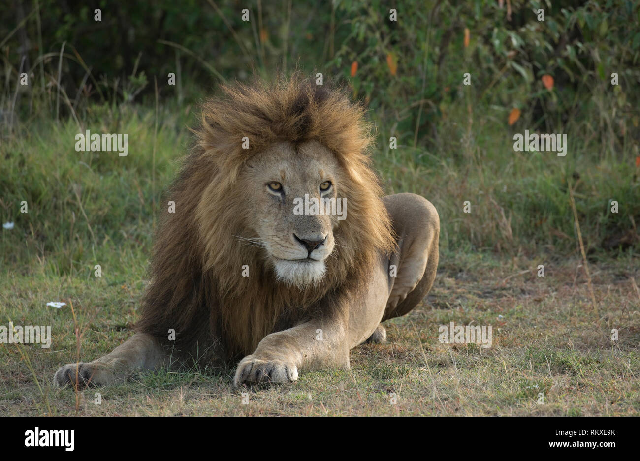 One lion hi-res stock photography and images - Alamy