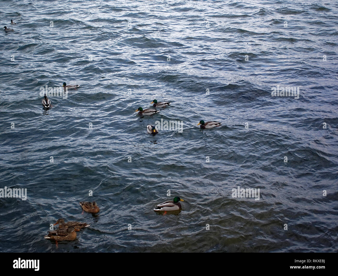 Ducks having swim in hi-res stock photography and images - Alamy