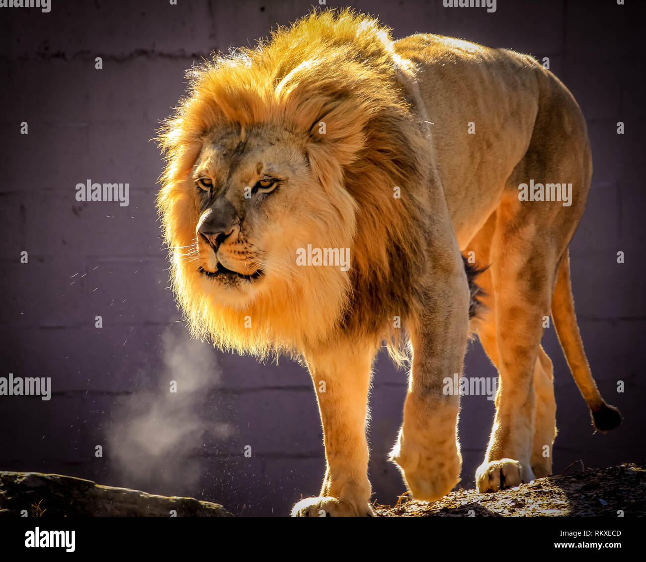 Zoo atlanta african lion hi-res stock photography and images - Alamy