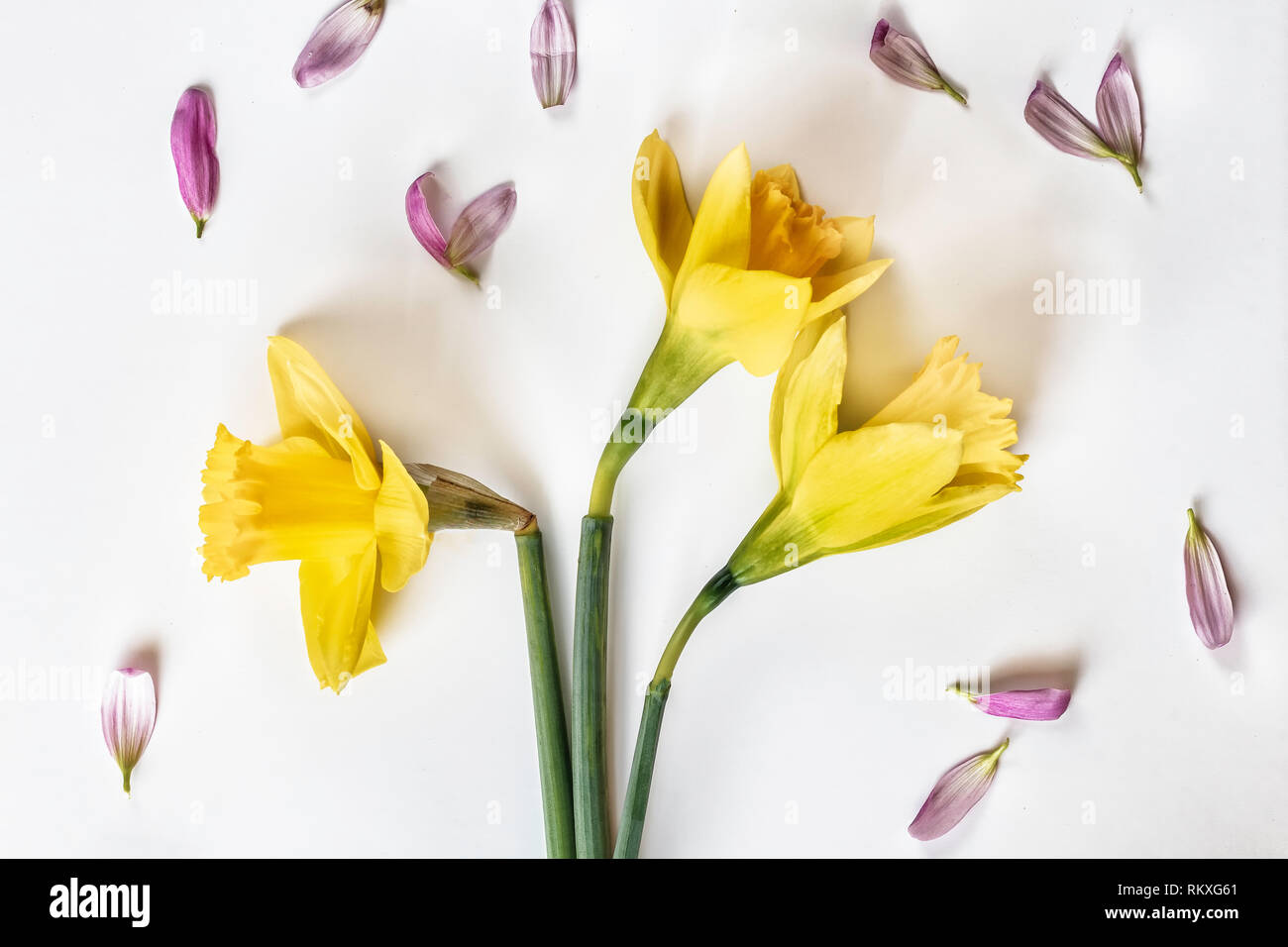 Flat lay image of three daffodils flowers on a white background with ...