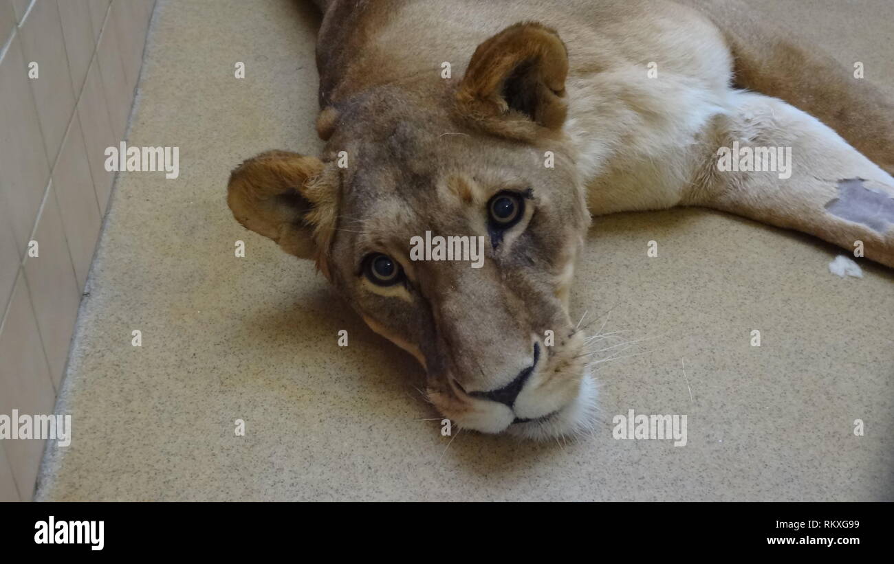 anesthetized lion at Liberec Zoo in the Czech Republic for health exam ...