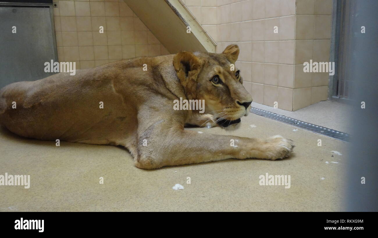 anesthetized lion at Liberec Zoo in the Czech Republic for health exam ...