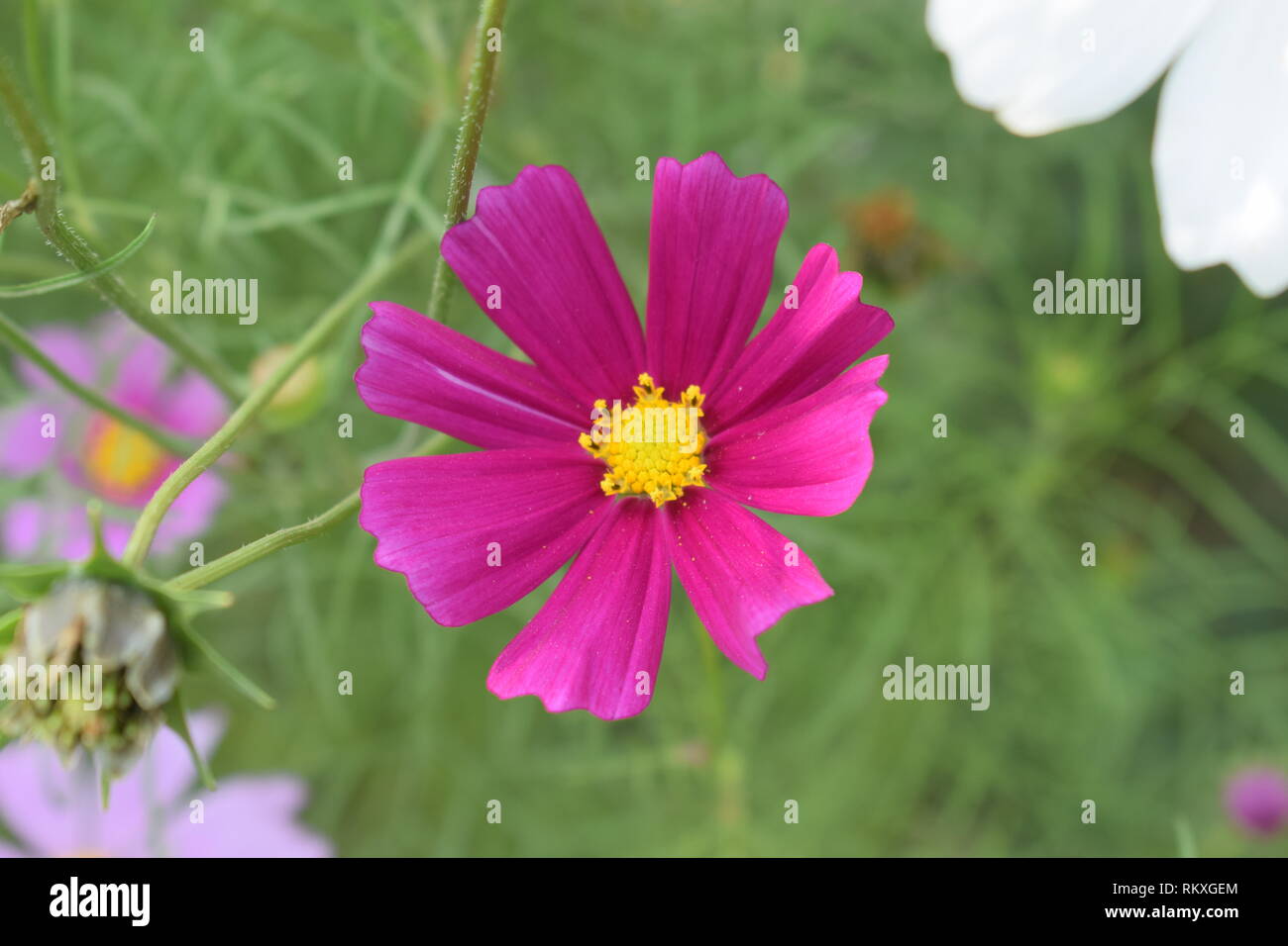 Pink cosmos flower Stock Photo - Alamy