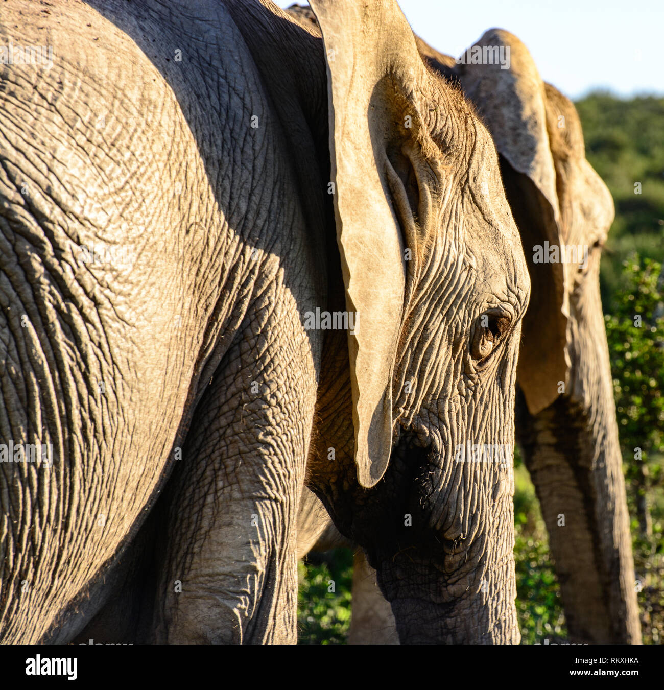 Thow up High Resolution Stock Photography and Images - Alamy