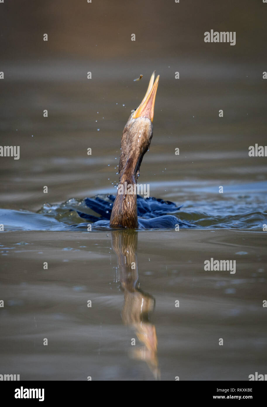 Cormorant bird tossing a fish in the air to eat Stock Photo - Alamy
