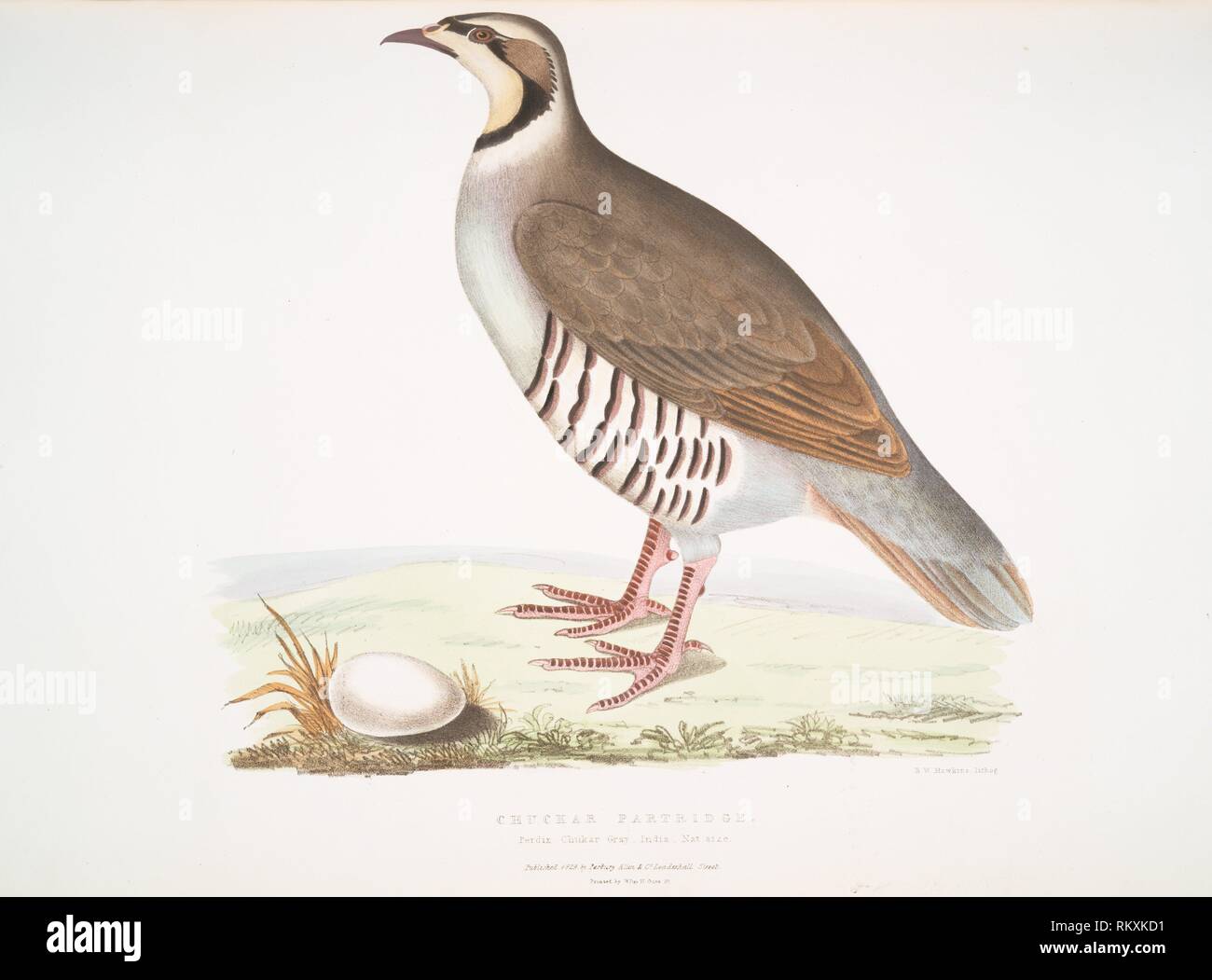 Indian Partridge High Resolution Stock Photography and Images - Alamy