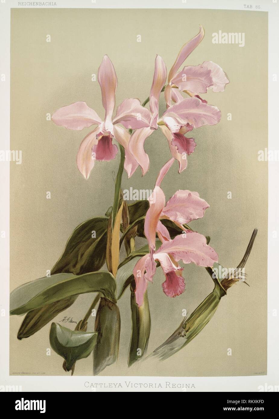 Cattleya victoria regina hi-res stock photography and images - Alamy