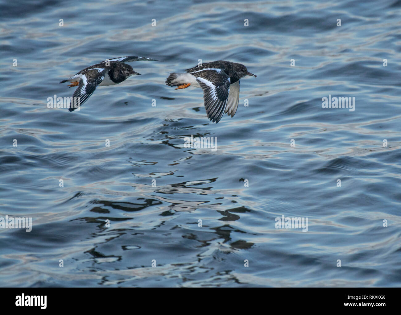 two Ruddy Turnstone, Arenaria interpres, in flight over water, river ...