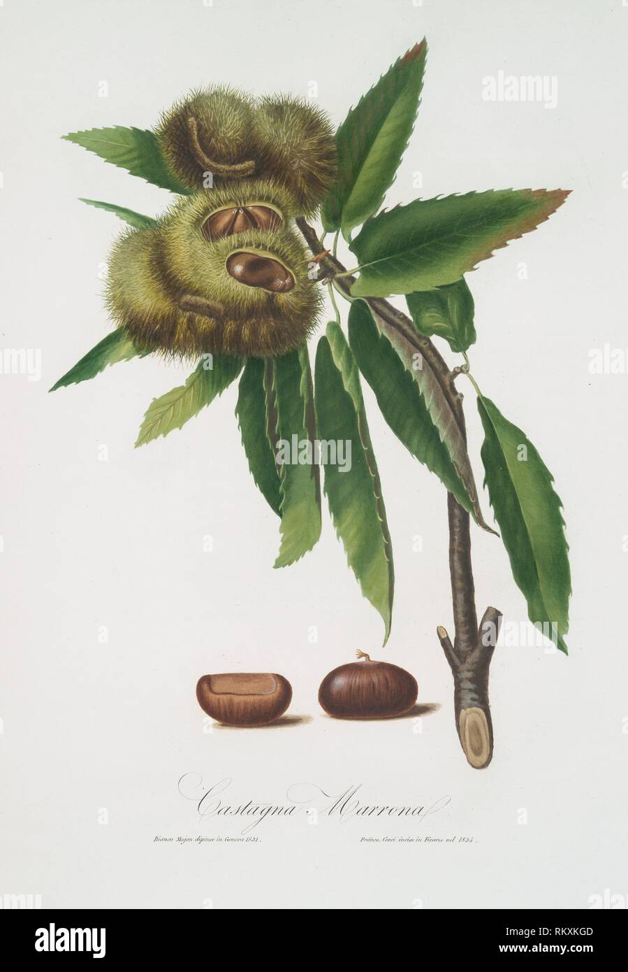 Marrona hi-res stock photography and images - Alamy