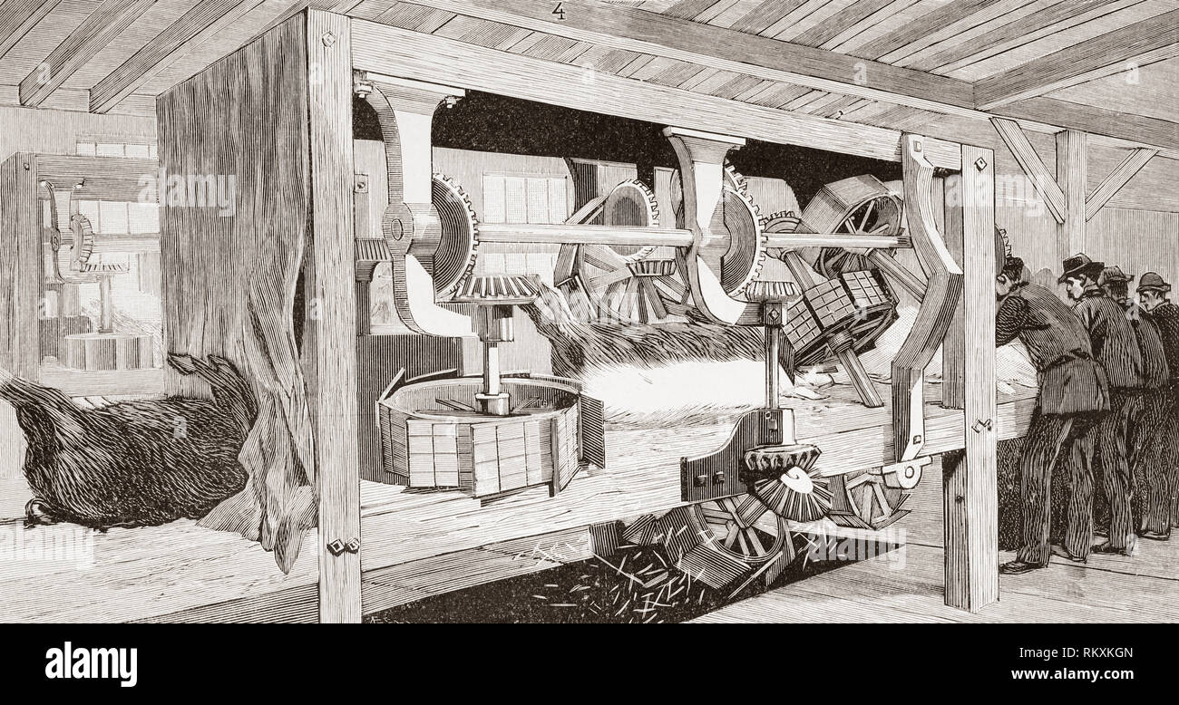 Slaughterhouse america hi-res stock photography and images - Alamy