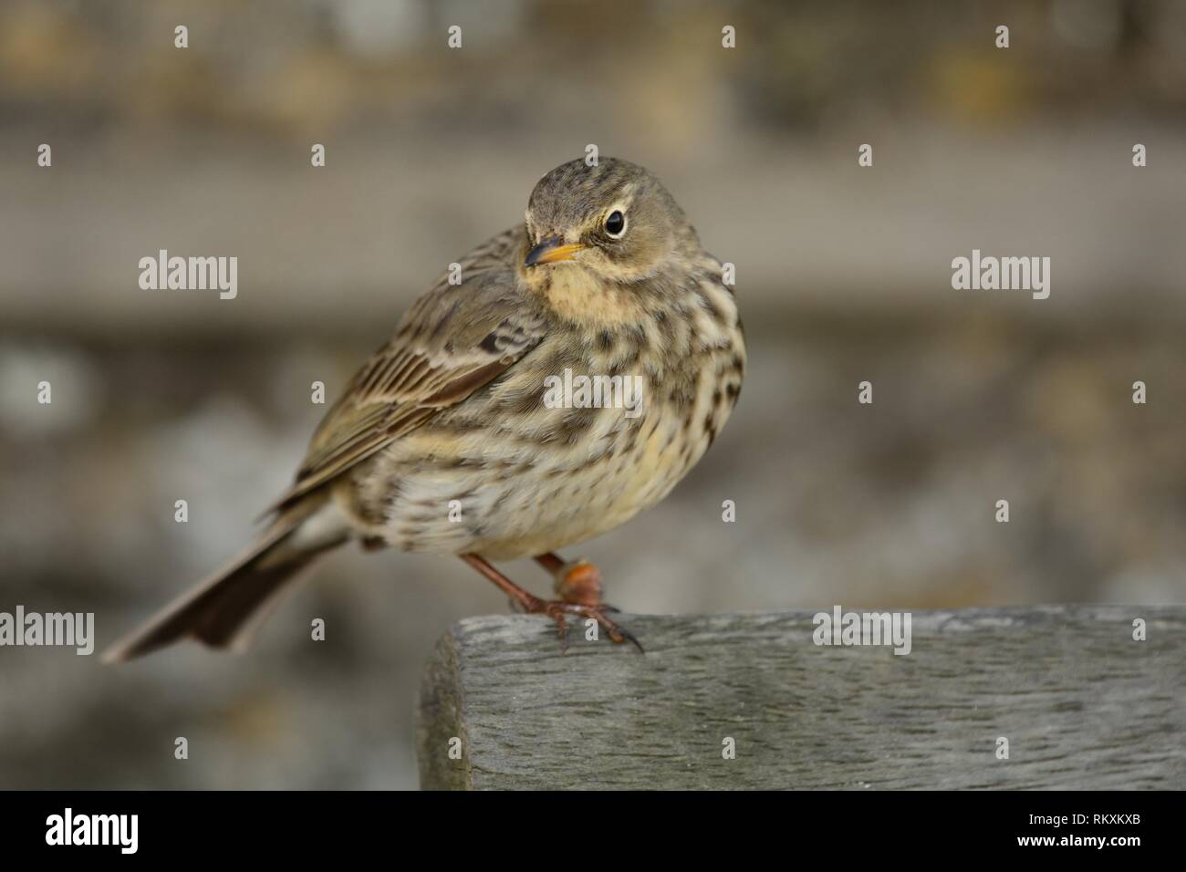Close up of a Eurasian rock pipit (anthus petrosus) peching on a park ...