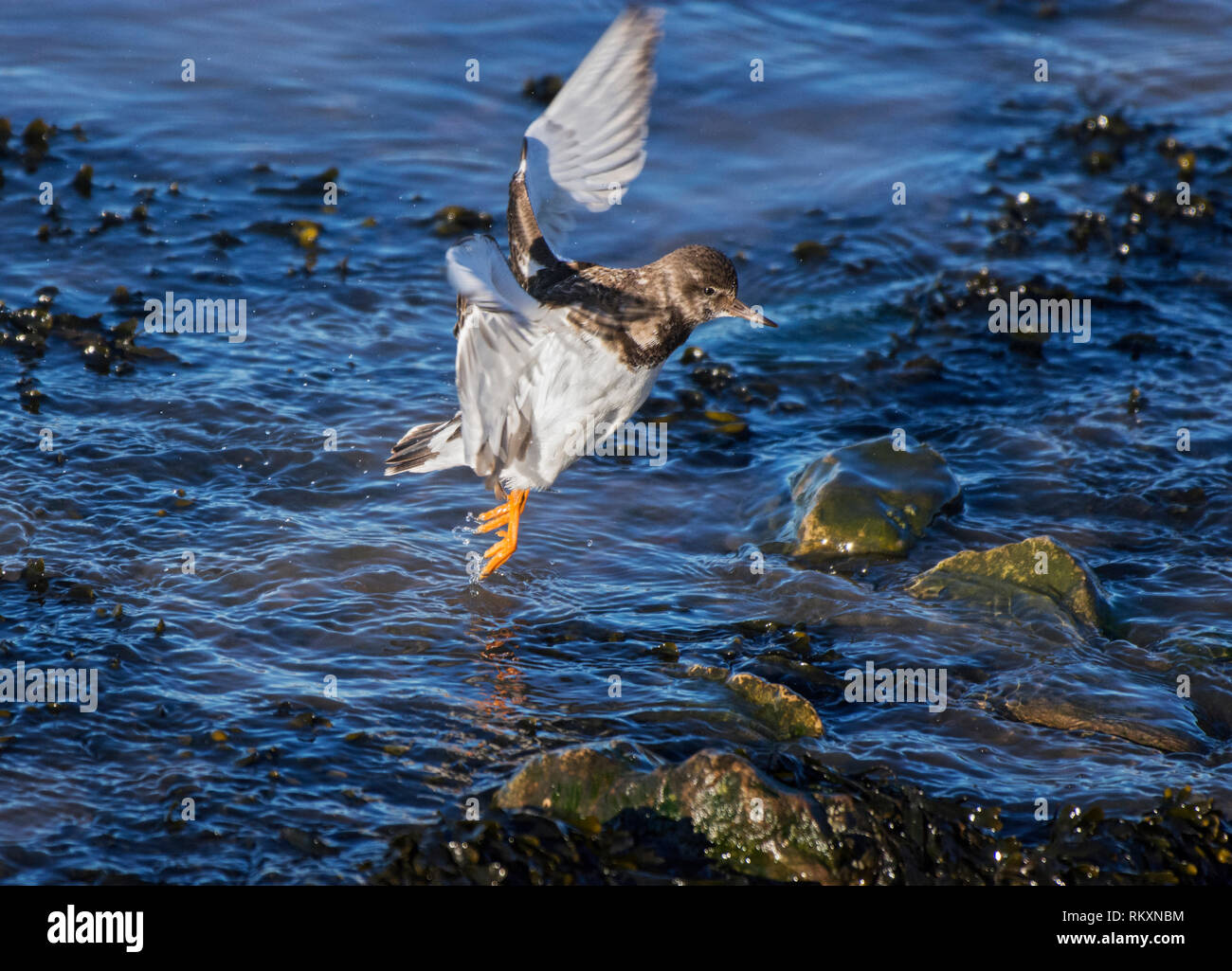 Turnstone in flight hi-res stock photography and images - Alamy