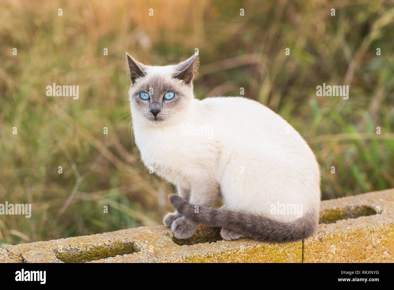 Applehead Siamese Kittens