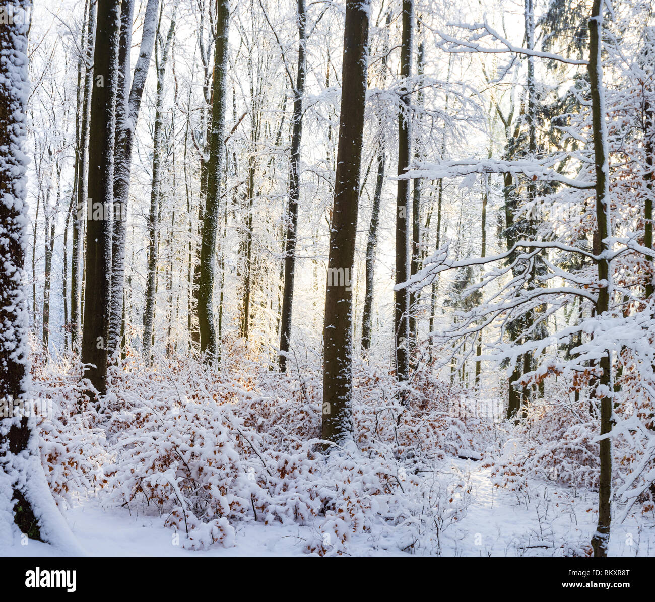 Winter snowy forest scene with sun rays in the background Stock Photo ...